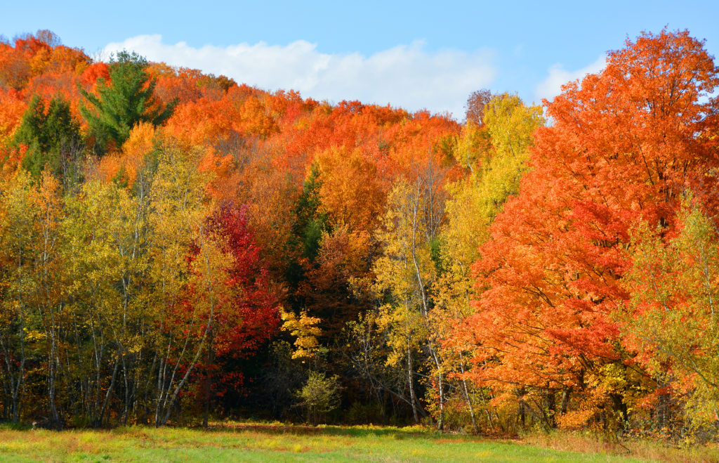 See Québec’s fall colours coming to life | Busbud blog